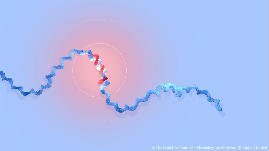 Discovery of MicroRNA: Nobel Prize in Medicine 2024 - IDiyas Blog